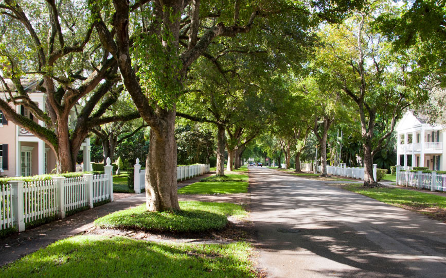 Street trees, a planetary prescription | CNU